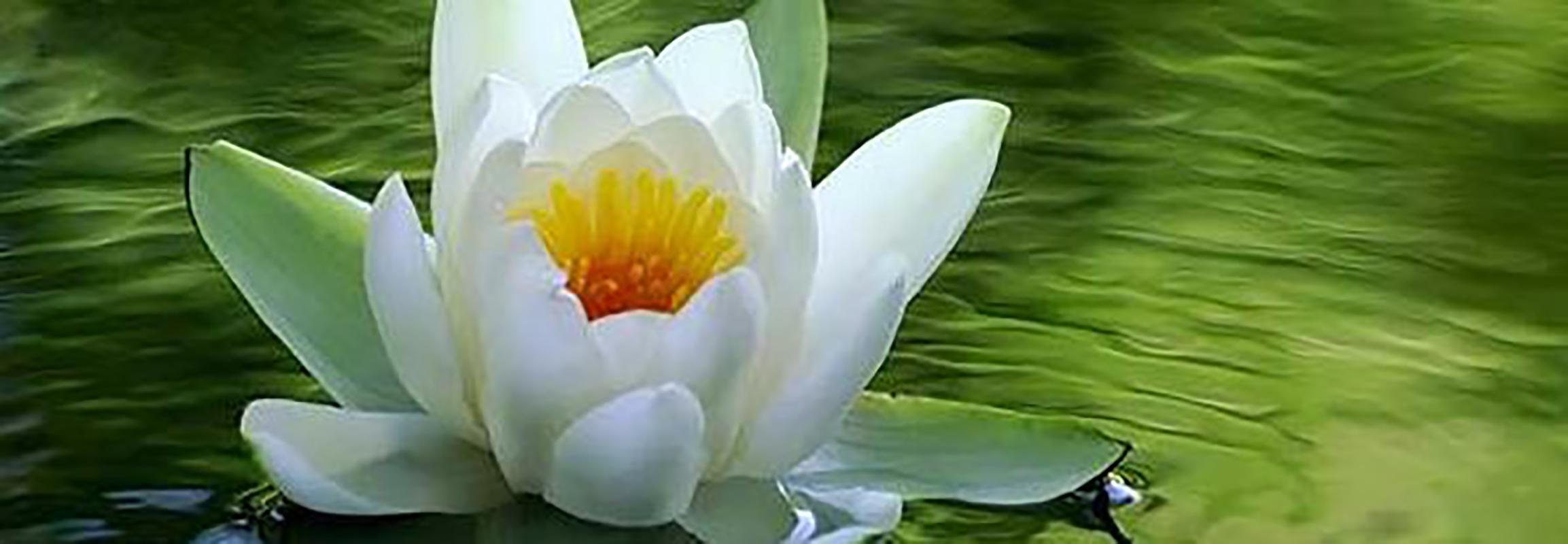 Life is a Journey - Mary MacKillop